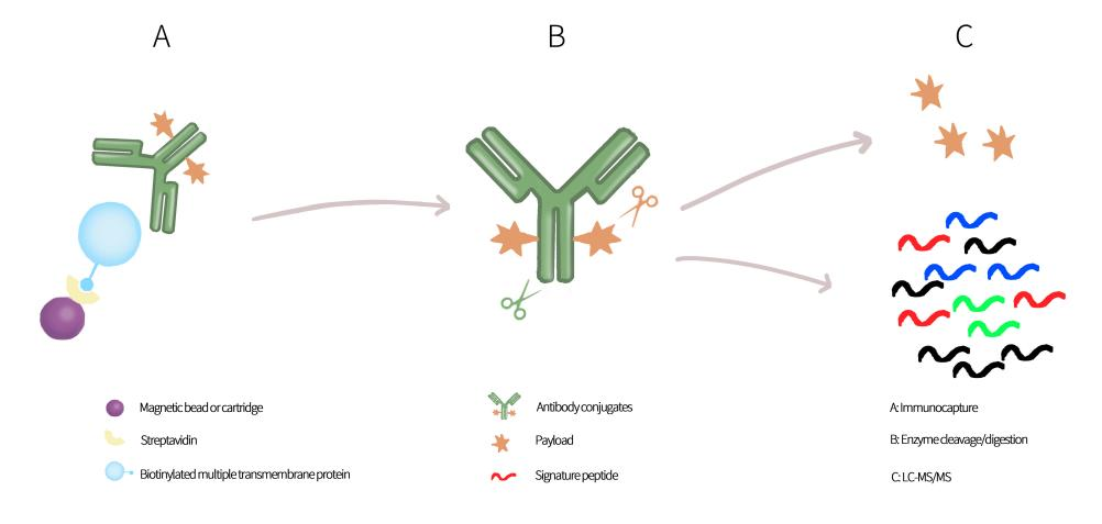 恺佧生物科技（上海）有限公司 - MultipleTransmembraneProteins